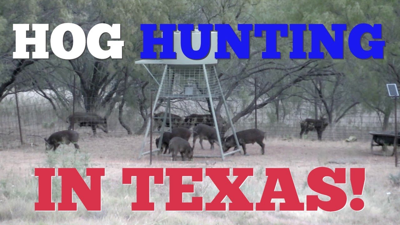 Hog Hunting in Texas!!! - YouTube