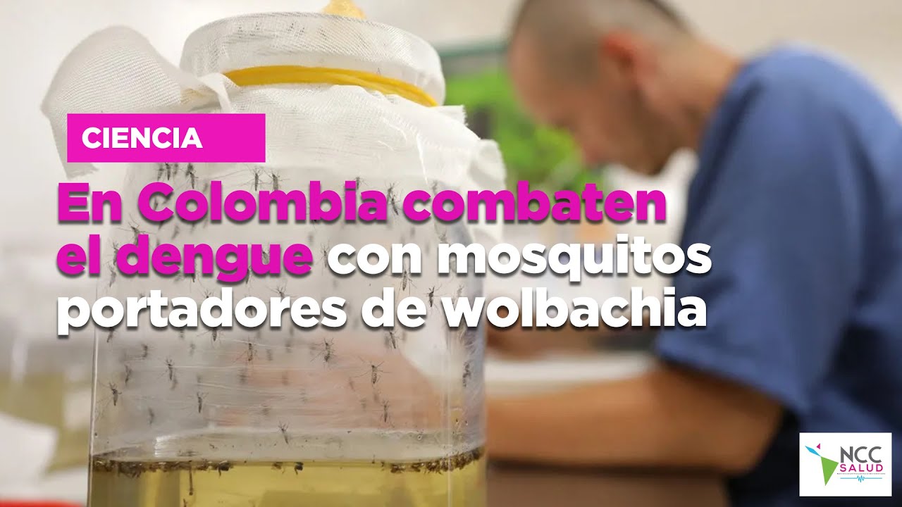 En Colombia combaten el dengue con mosquitos portadores de wolbachia ...