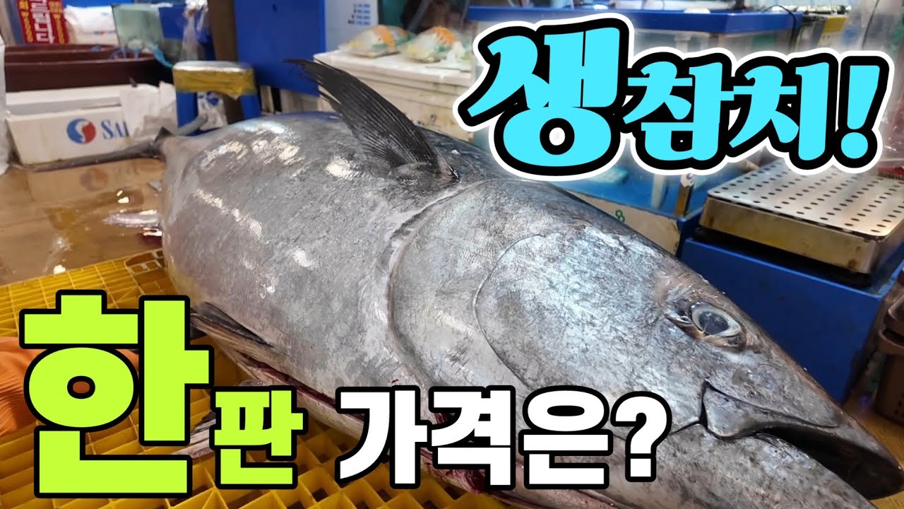 생 참치 회 주문 폭주! 25.6.14 최신정보! 한판 가격 공개! 참치 회 이젠 끝? 놓치지 마세요! Korean fish ...