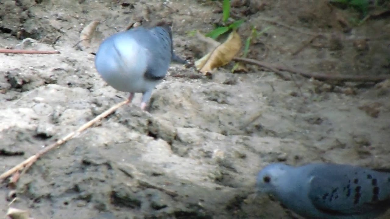 ROLINHA-AZUL OU ROLINHA-DA-MATA - YouTube