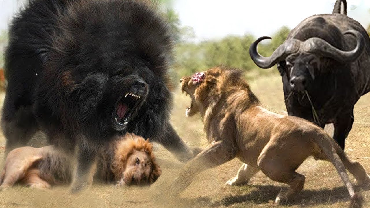 Lion Is Humiliatingly Defeated By Other Wild Animals - Lion Vs ...