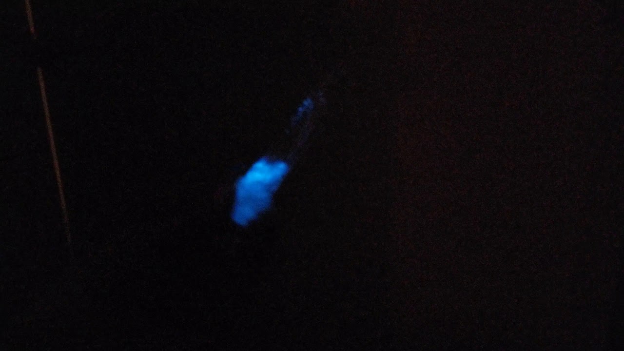 P. Fusiformis glow (10 seconds) - YouTube
