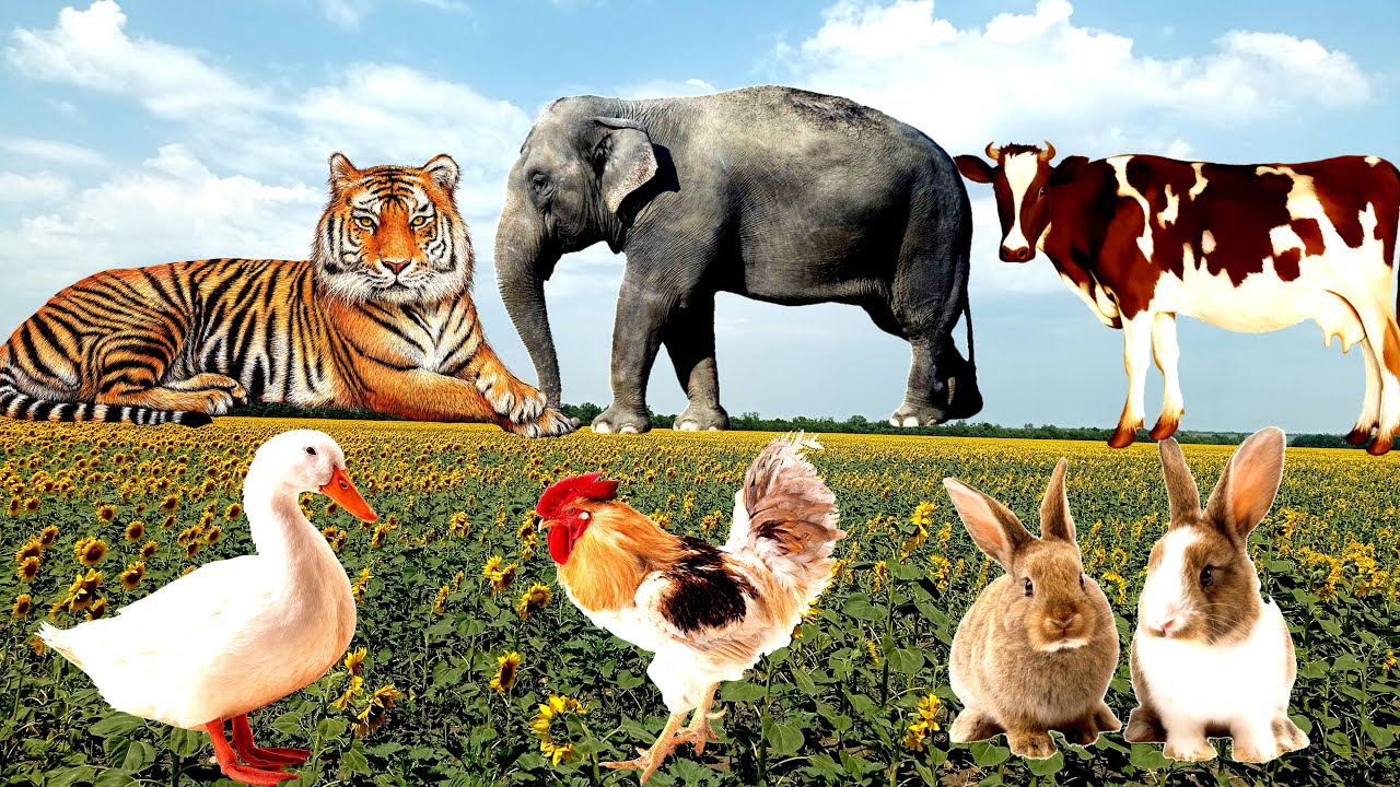Exploring the Animals Around Us: Tiger, Cow, Elephant, Cat, Deer ...