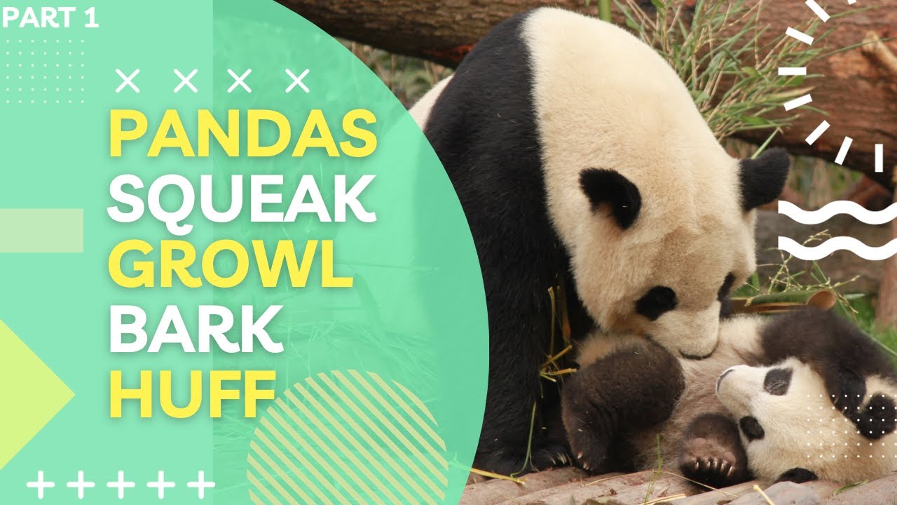 Wild life Pandas Sound: Squeaking, Growling, Barking to Huffing | A ...