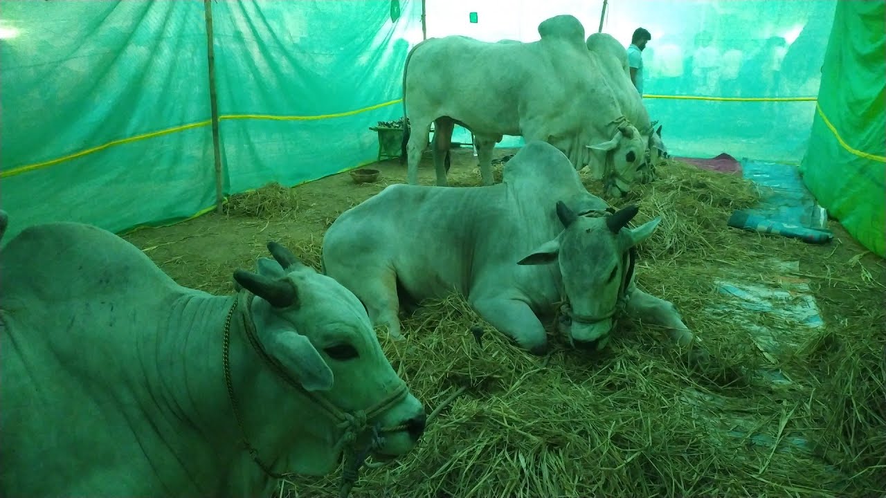 DVR Memorial Bulls at Mahanadi Senior Bull Race 2023 - YouTube