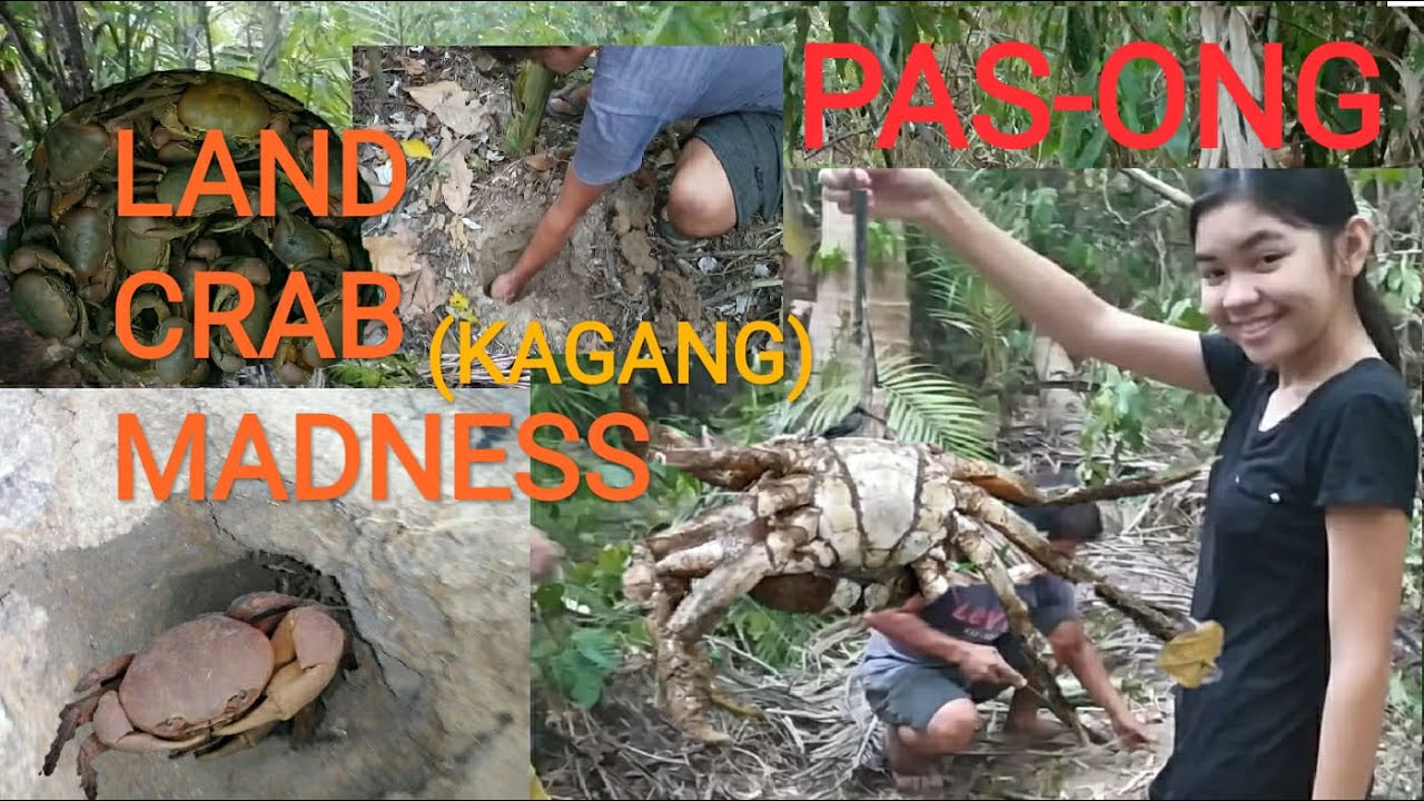 Land Crab Hunting (kagang) Using Bamboo Trap | How to catch land crabs ...