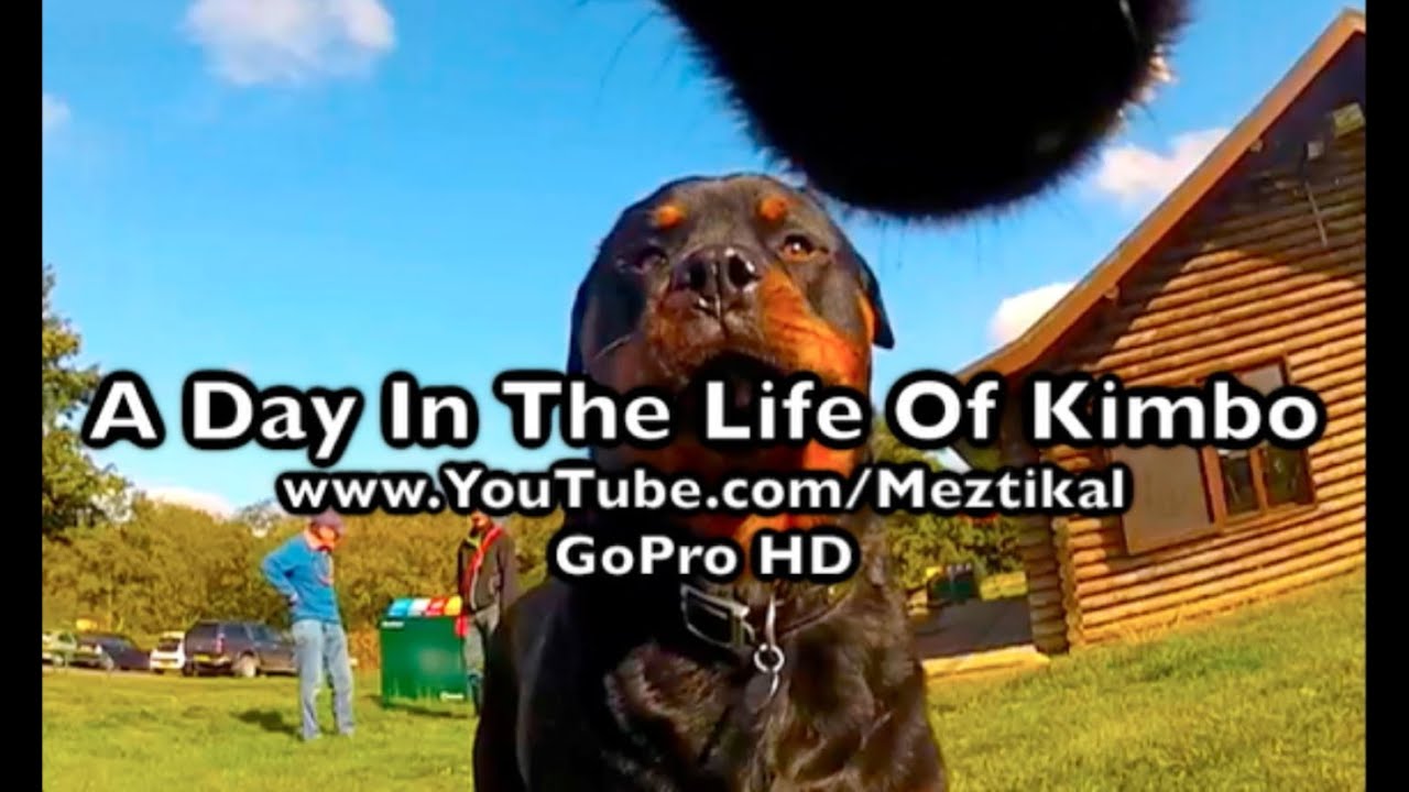 GoPro Dog - A Day In The Life Of Kimbo - Camera mounted on my ...