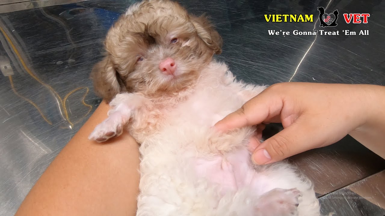 Cutest baby Poodle Puppy feeling happy with her Treatment at VET - YouTube