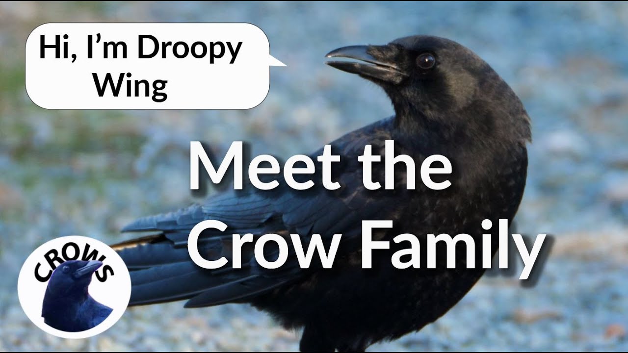 Crow Family Introducing Droopy Wing - YouTube