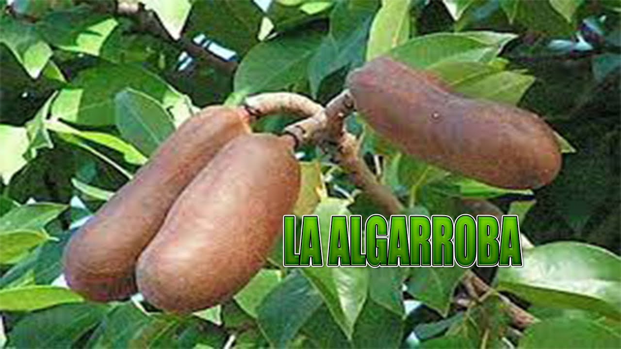 La Algarroba Y SUS PROPIEDADES CURATIVAS - YouTube