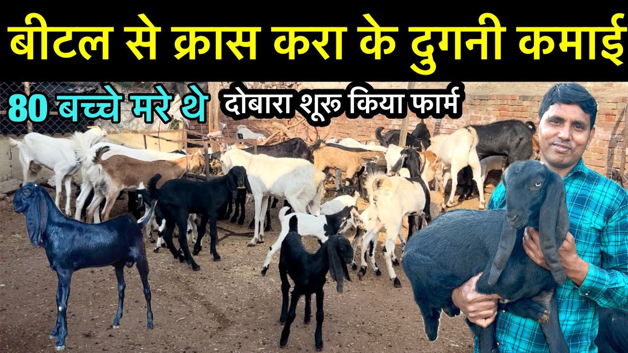 Successfull goat farming business॥Goat farming॥Goat farming business ...
