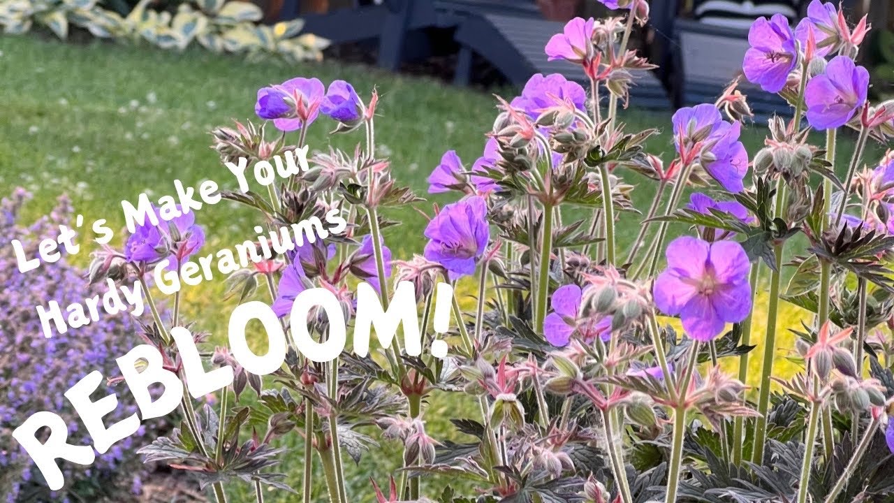 Hardy Geraniums Perennials