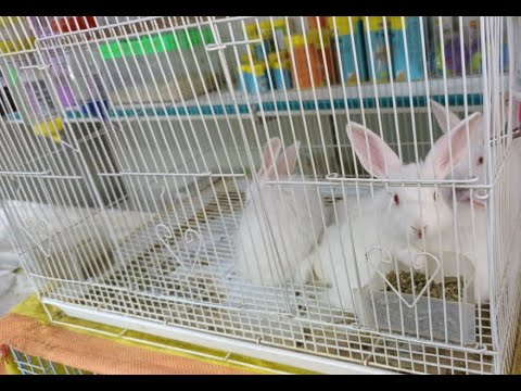 Arabian Rabbit – Discover the Unique Beauty of This Rare Breed! - YouTube