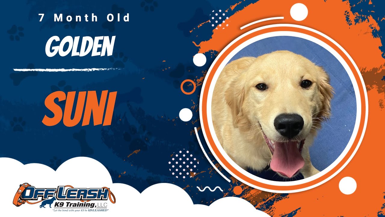 Suni | 7 Month Old Golden Retriever | Off Leash K9 Training, Georgia ...