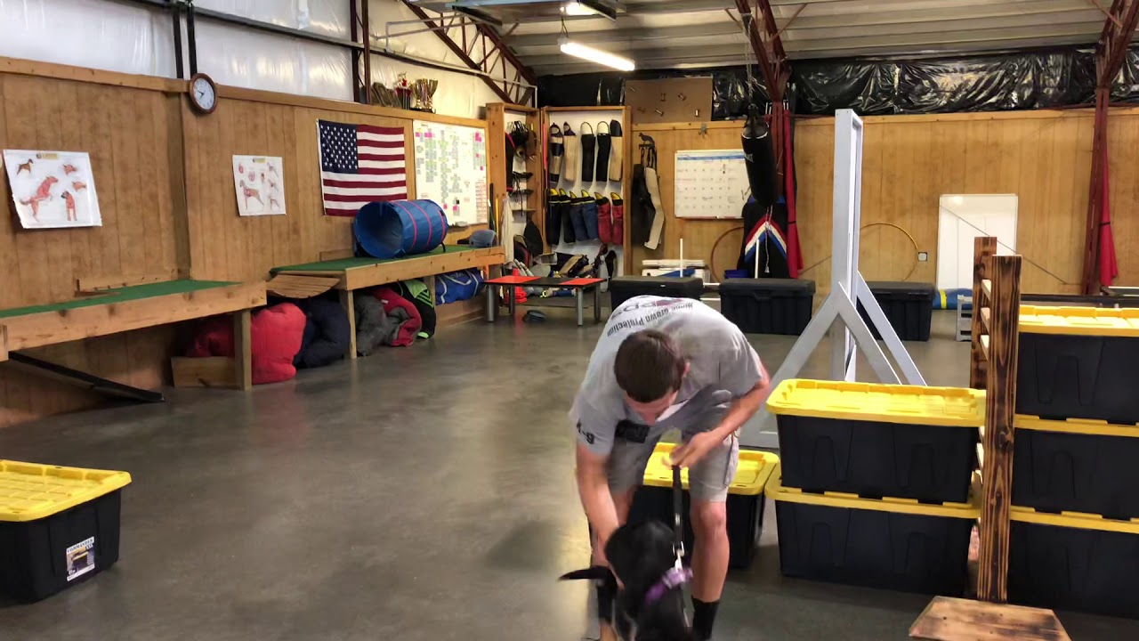 BAB Training W/"Nikita" 14 Wks Early Temperment Evaluation/Obedience ...