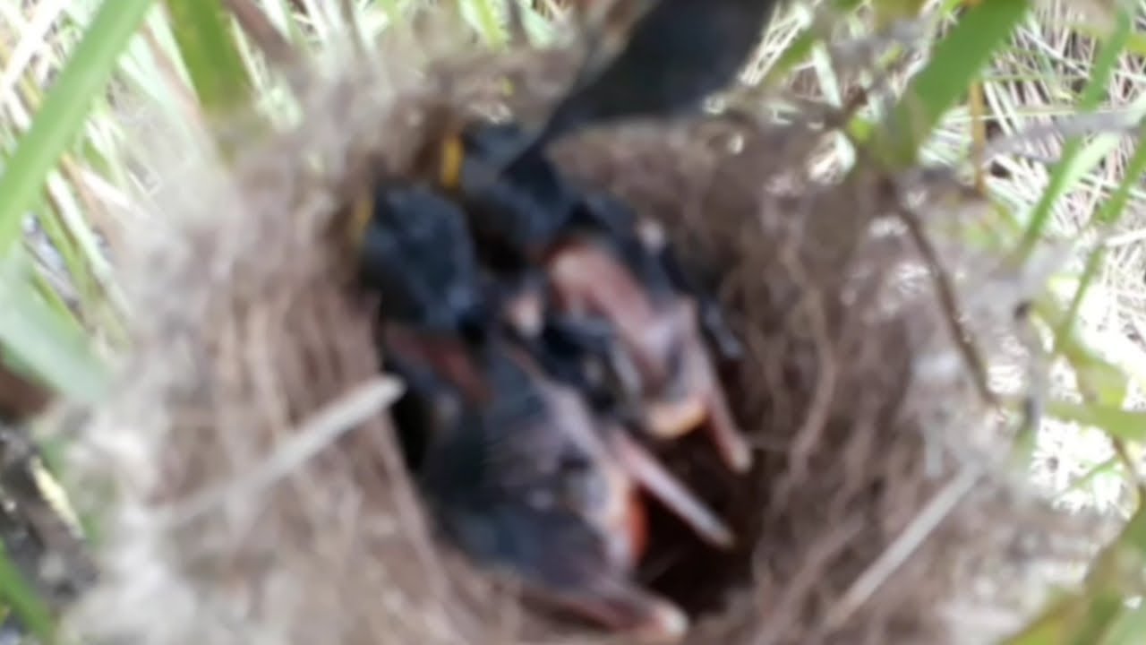 due to the drought his brother was not given food.bird eps 223 - YouTube