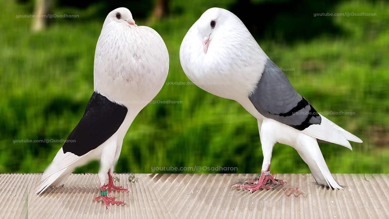 Voorburg Shield Cropper Beautiful Pigeon Breed - YouTube