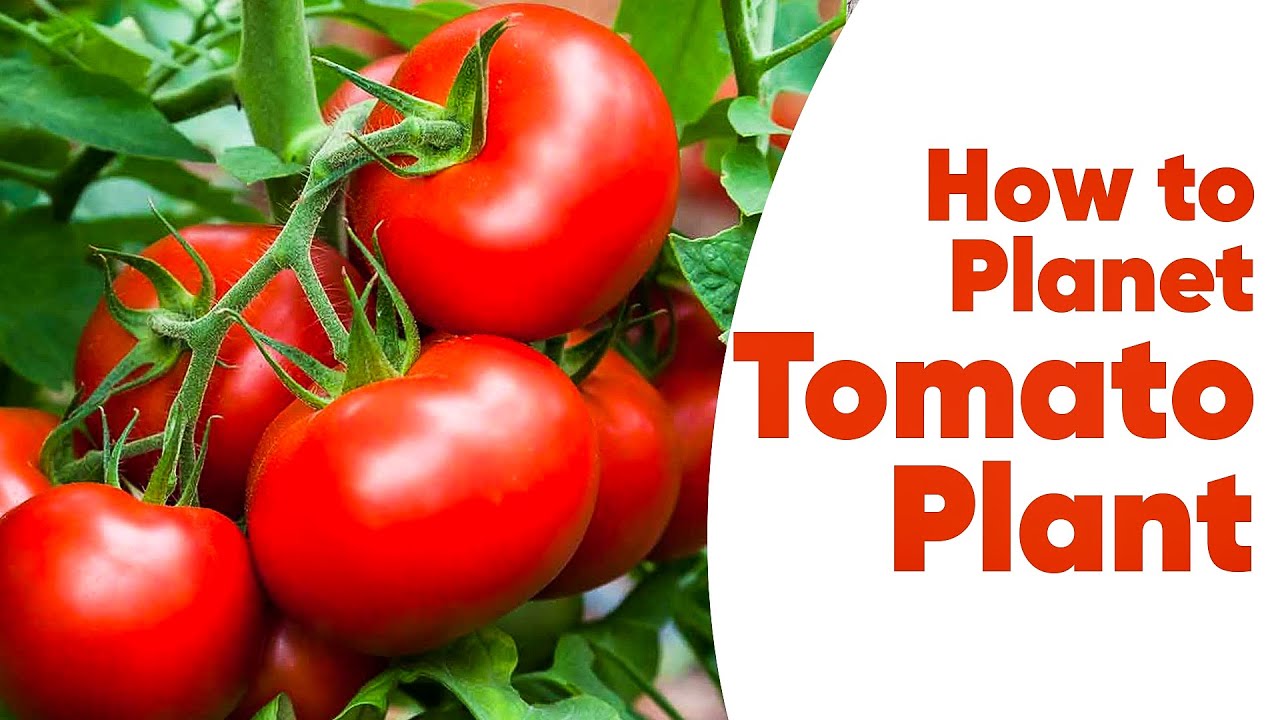 Plant Tomatoes for Best Results | tomato plant - YouTube