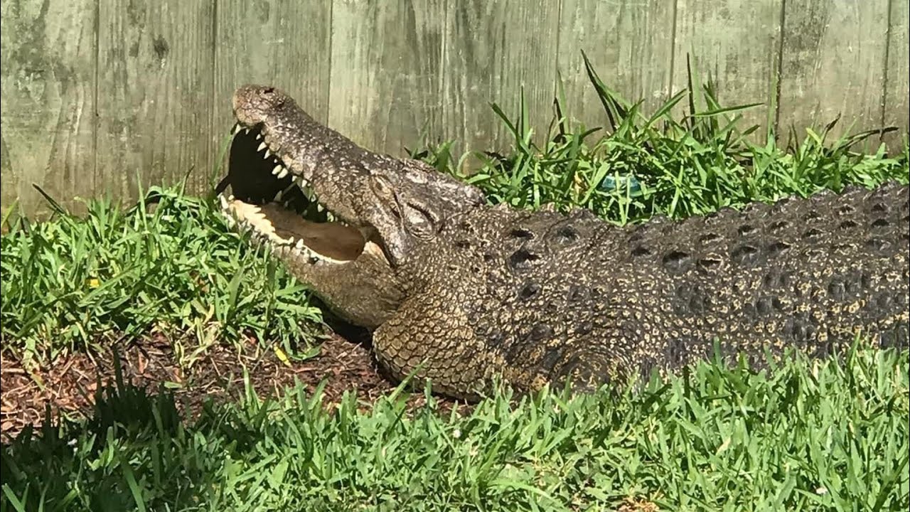 Alligator Adventures, North Myrtle Beach SC - YouTube