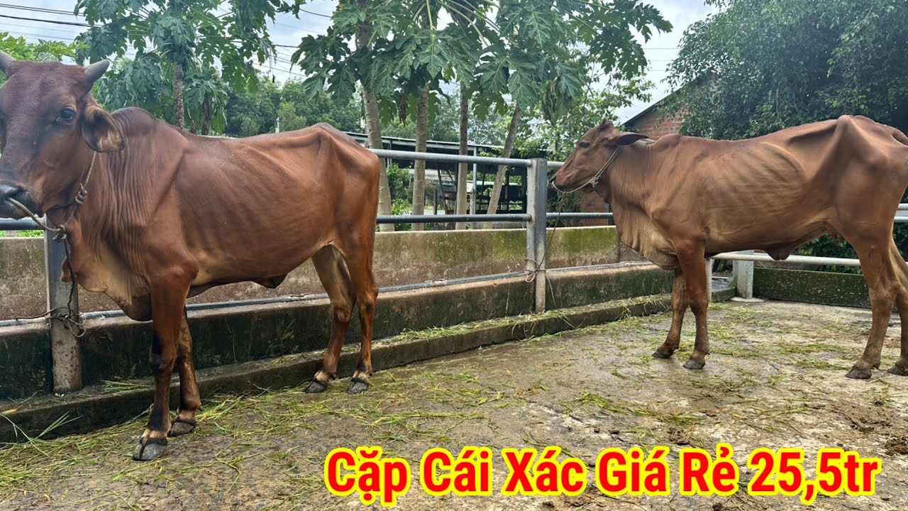 20/7 Bò Giá Rẻ Cặp Cái Xác Tàn 25,5tr Anh Chị Kham Khảo Về Nuôi Sinh ...