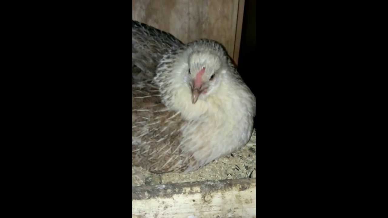 Broody hen growling - YouTube