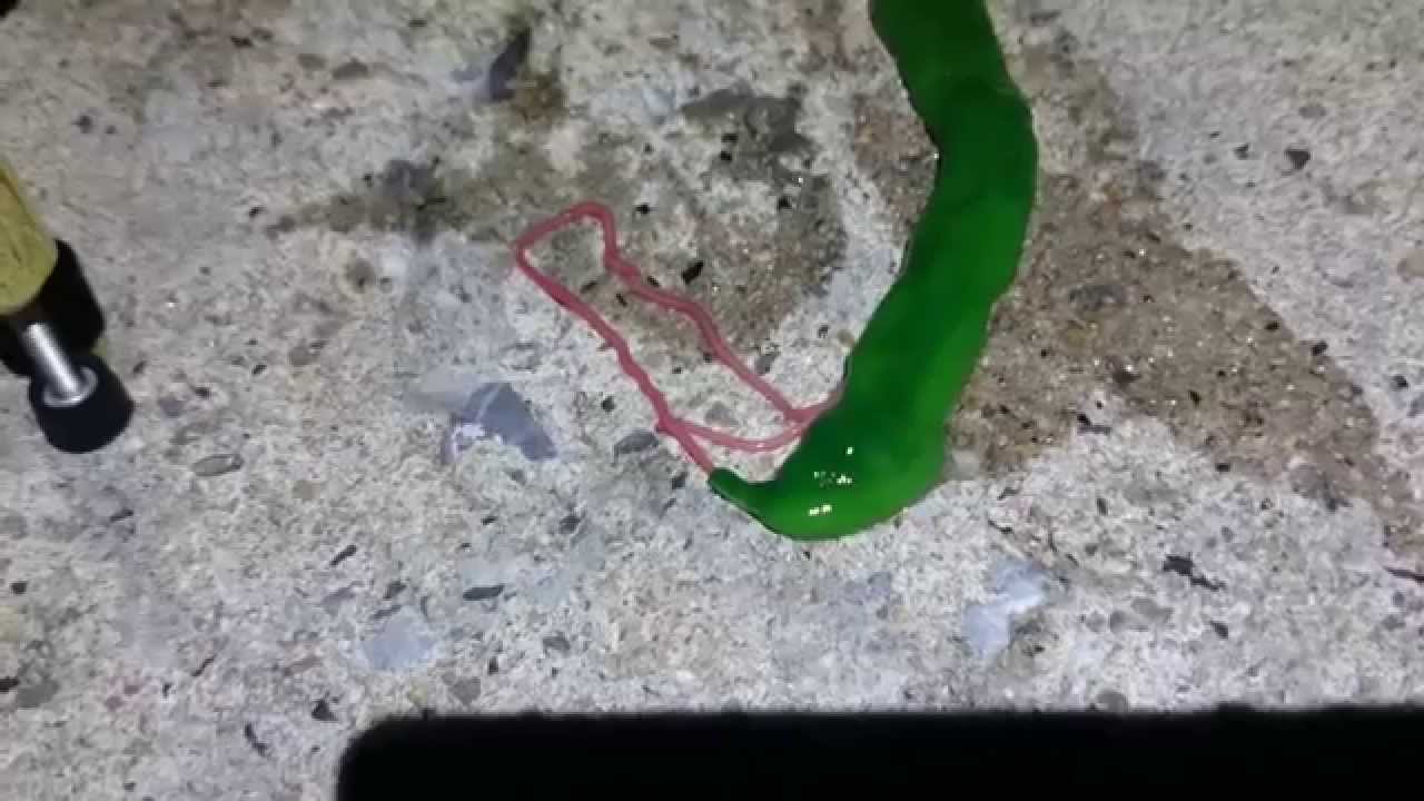 Ribbon Worm Proboscis