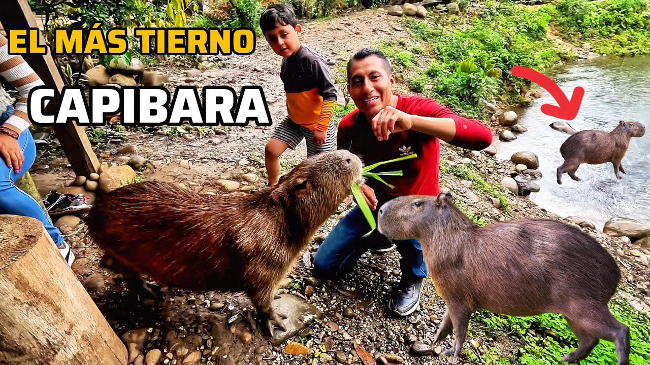Naturaleza y Vida Salvaje: El Capibara de la Amazonía Ecuatoriana - YouTube
