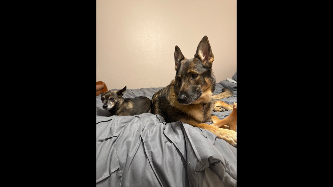 Rollin' 18 To Jersey with Zeus and Thor - YouTube