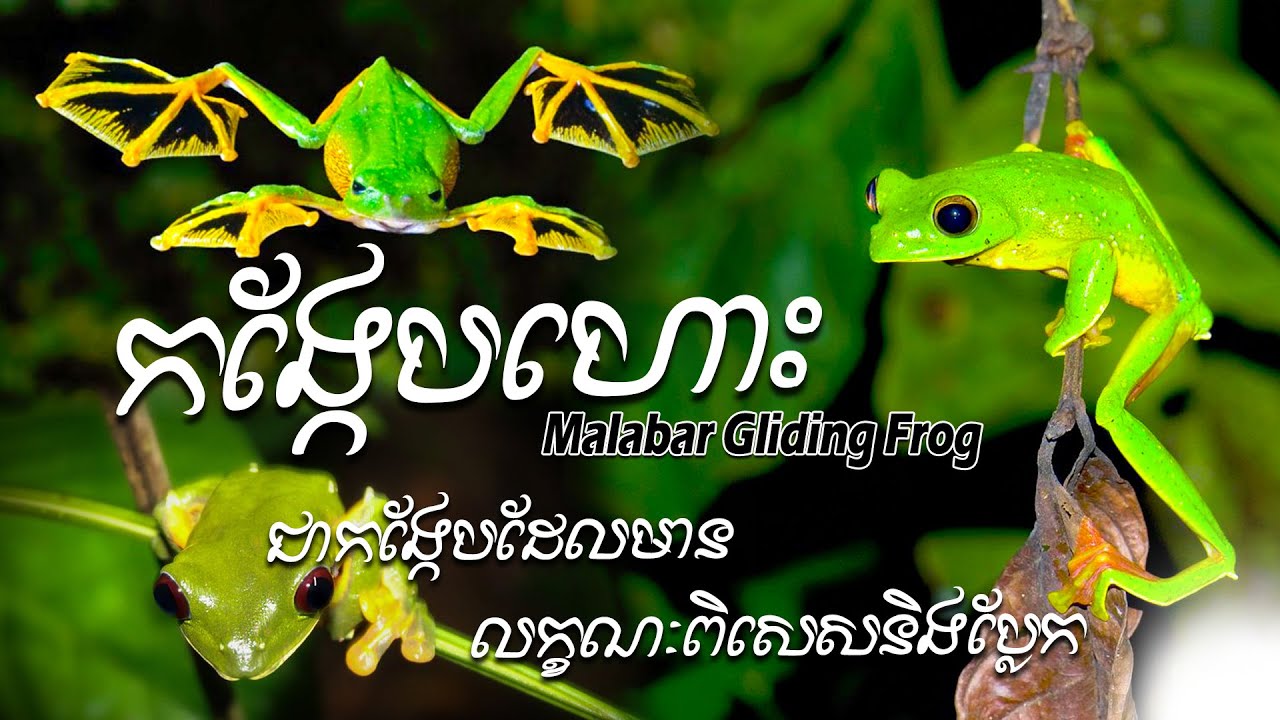 "Unveiling the Majestic Malabar Gliding Frog: Nature's Aerial Acrobat ...