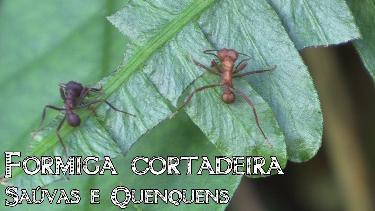 Formiga Cortadeira - Saúvas e Quenquéns - YouTube