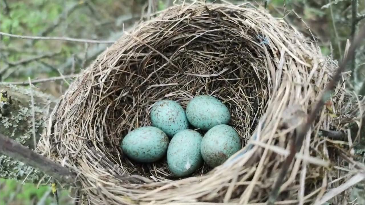 Blackbird nest with 5 eggs - 6th Blackbird nest for the season - YouTube