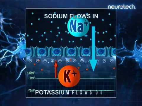 Basics 5: The Sodium-Potassium Pump (Na/K Pump) - YouTube