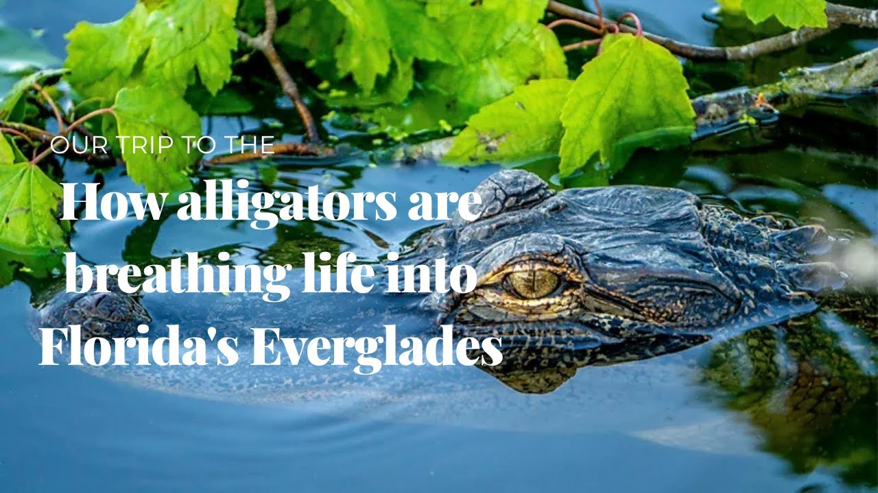 Why alligators are the Everglades' bodyguards | Swamp Monsters - YouTube