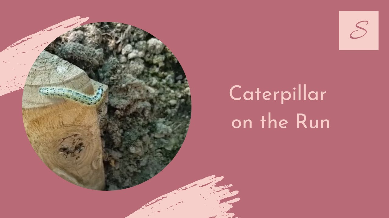 Caterpillar on the Run - YouTube