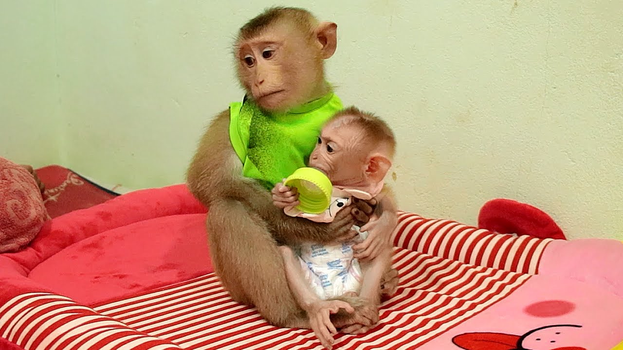 Lovely Attitude Monkey, Lyly Worry and Take Care Baby Liziqi Help Mom ...