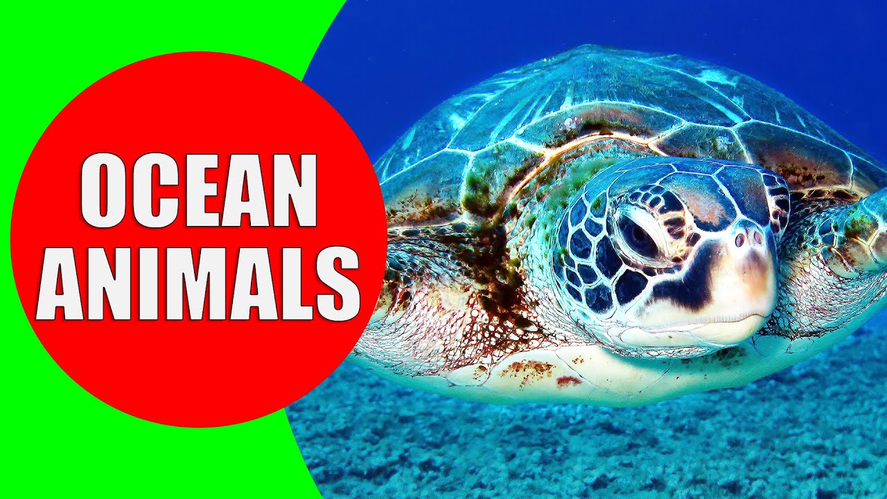 Learn 20 Amazing OCEAN ANIMALS for Kids - Fun & Interesting Facts for ...