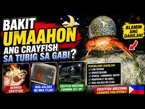 BAKIT UMAAHON ANG CRAYFISH SA TUBIG SA GABI? CRAYFISH BREEDING FARMING ...
