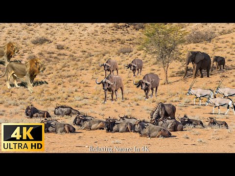 4K African Animals: Nechisar National Park,  Ethiopia - Scenic Wildlife Film With Calming Music