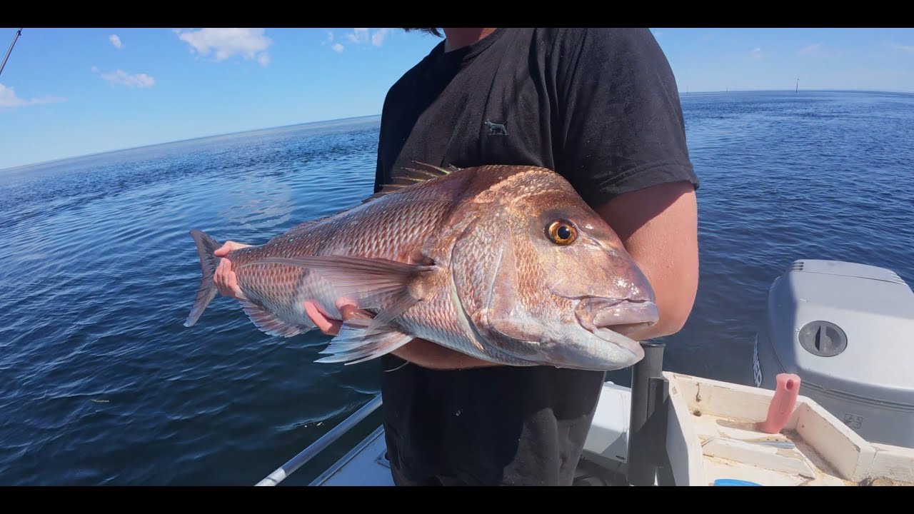 Snapper Frenzy: PB Snapper Caught with the Crew (85-90cm) - YouTube