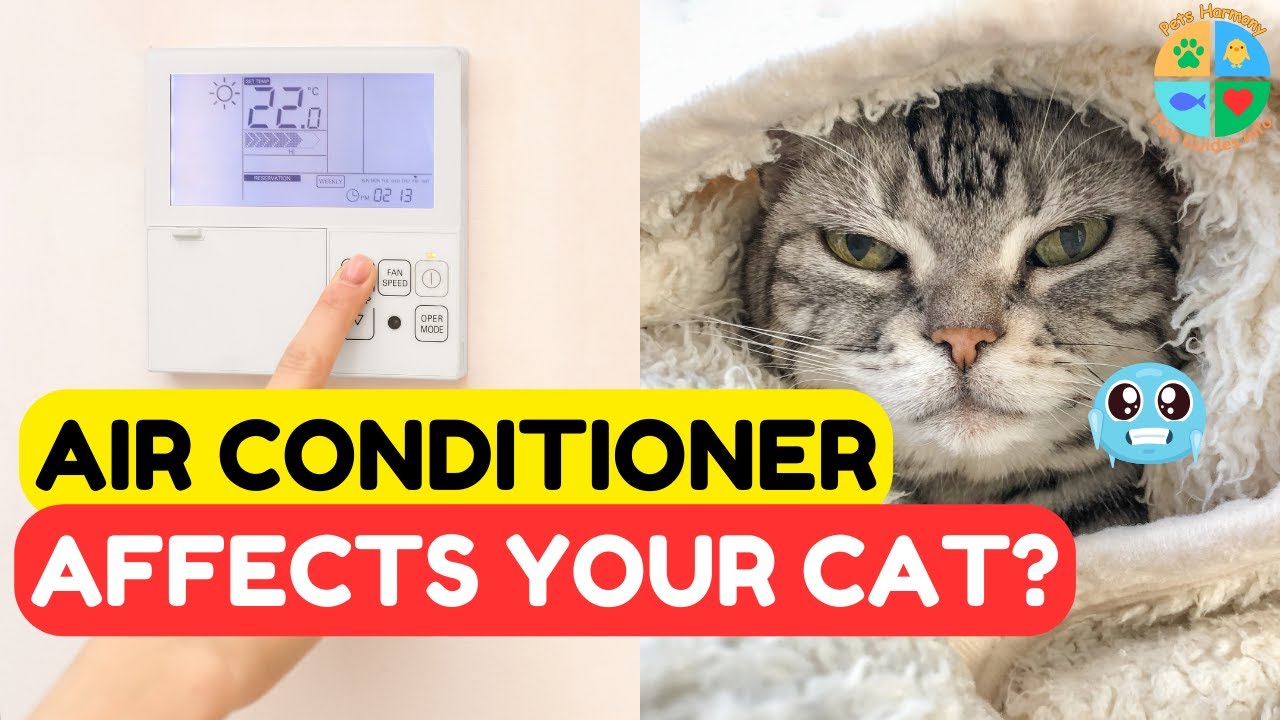Cats and Air Conditioning: What Every Pet Owner Should Know - YouTube