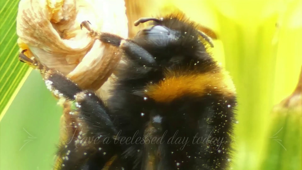 Video of Bee Peeing in my pond "ITS A BOY" all SHOWS MADE FOR TV ...