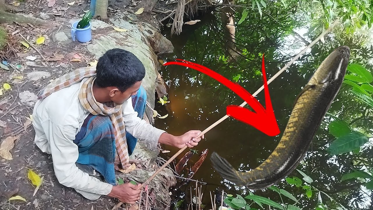 ছোট মাছ দিয়ে বিশাল বড় শোল মাছ ধরা || How to catch Snakehead fish ...