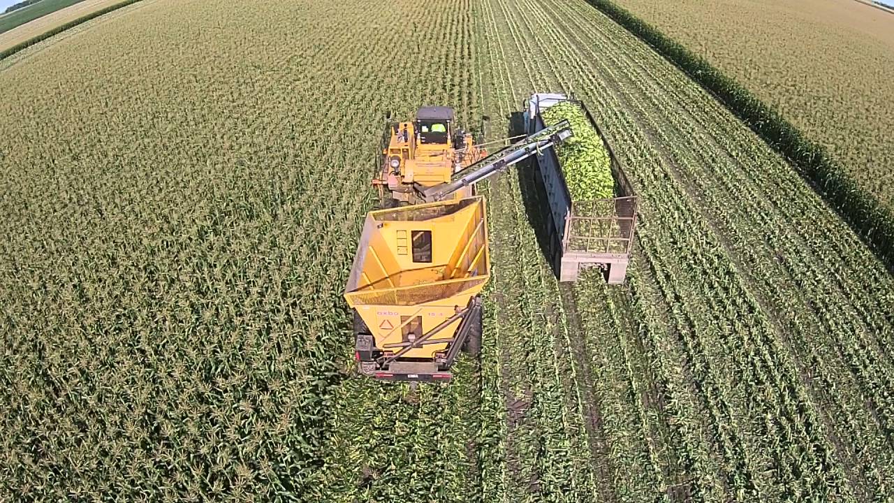 Sweet Corn Harvest - YouTube