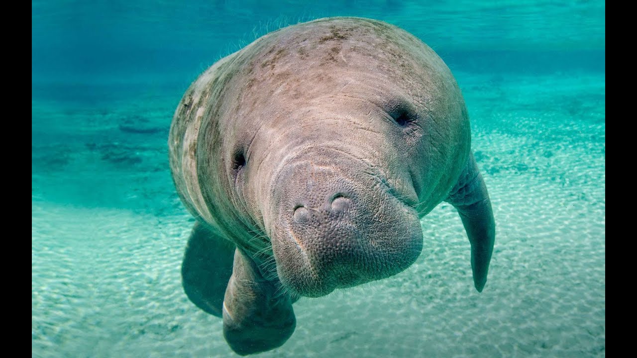 Fort Pierce Marina & The Manatee Center ! - YouTube