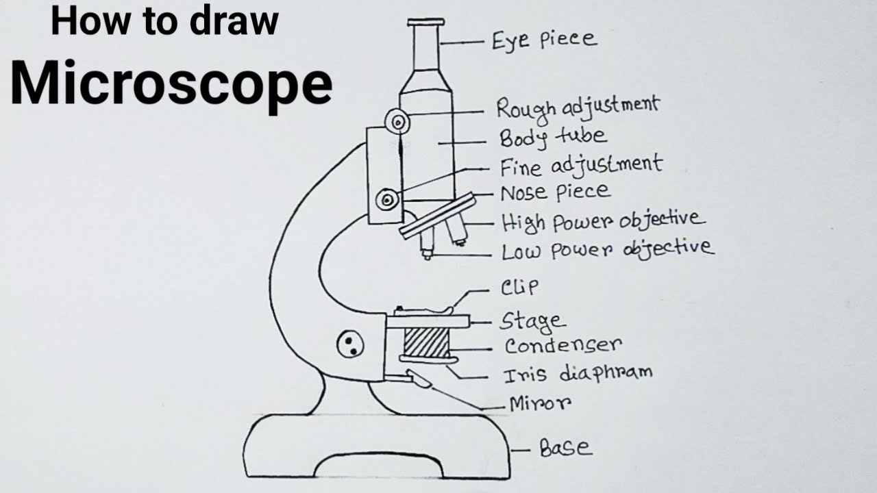 How to Draw Compound Microscope drawing Easily / Microscope Diagram ...