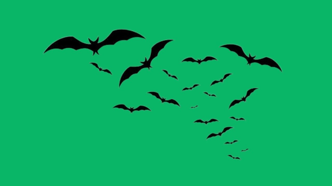 Bats flying green screen video no copyright | Green screen bats flying ...