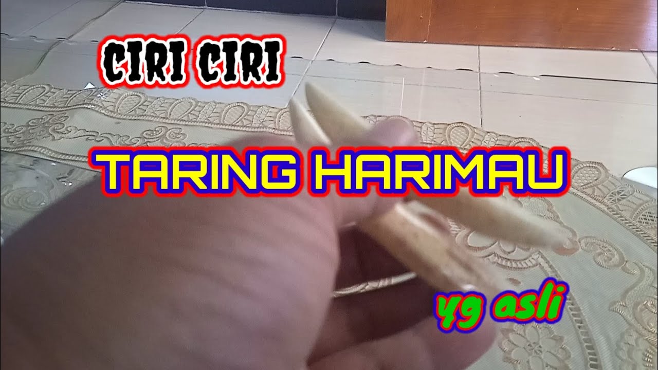 Harus jeli Ciri ciri siung macan yg asli. - YouTube