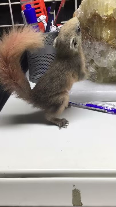 Chiêm ngưỡng Sóc bông Xám hồng Thailand nhập khẩu - YouTube