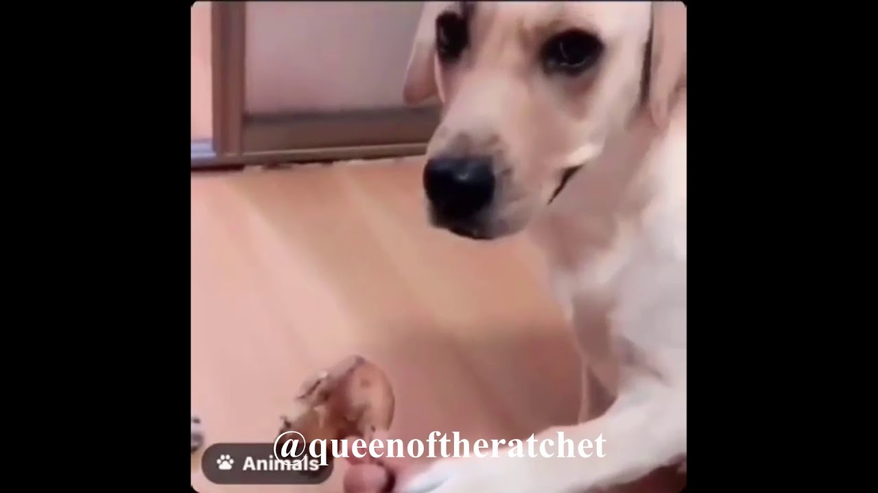 ANIMALS - QUEEN OF THE RATCHET - YouTube