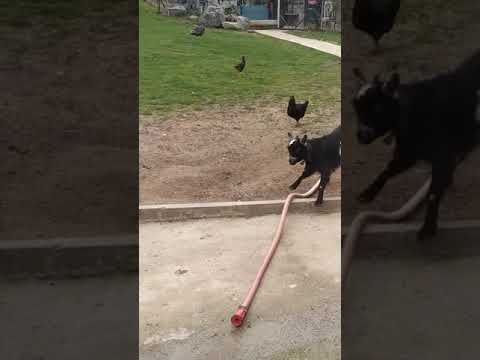 Doğal park🐐🐑🦃🐇